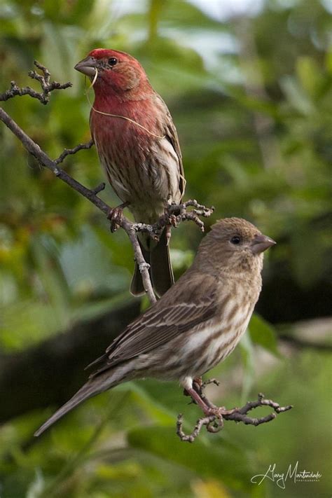 Male And Female House Finches Working On Their Nest Indiana Usa Rbirding