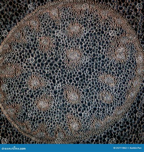 Science Micrograph Plant Root Stock Photo Image Of Macro Color 25711862