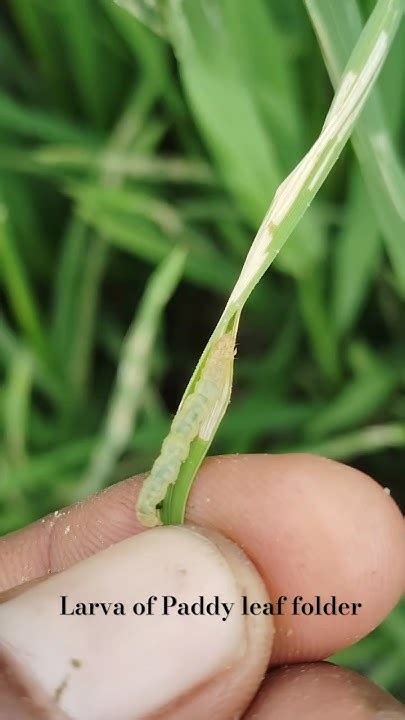 Larva Of Paddy Leaf Folder Youtube
