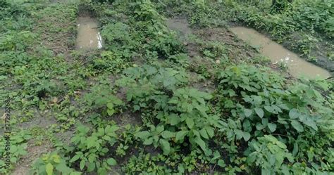 Vidéo Stock Beautiful Shot Of Sal Forest Where Rainwater Harvesting Technique Is Happening In