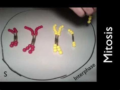 Youtube Cell Cycle And Mitosis