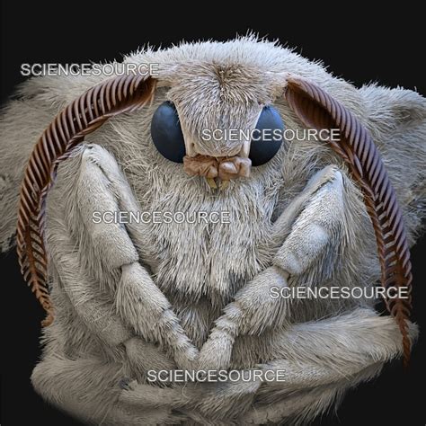 Silk Moth Bombyx Mori Scanning Elect Stock Image Science Source