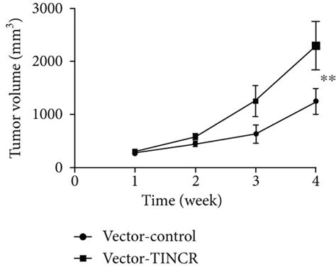 The Lncrna Tincr Regulates The Proliferation Of Liver Cancer Cells In
