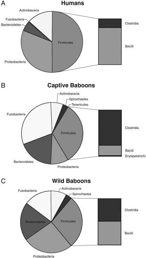 The Primate Vaginal Microbiome Comparative Context And Implications