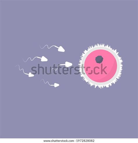 Process Human Fertilization Sperm Egg Vector Stock Vector Royalty Free 1972828082 Shutterstock