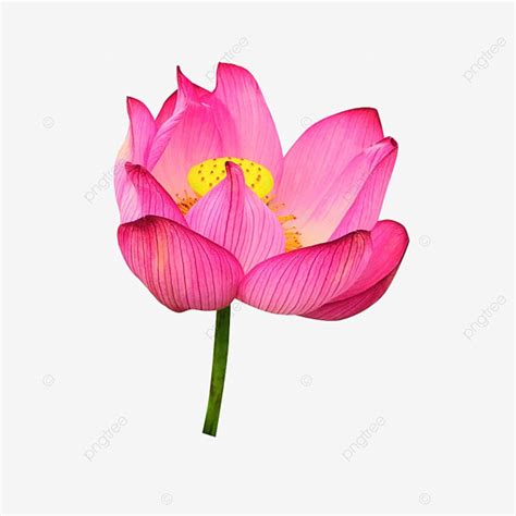 Transparent Layer Hd Transparent Beautiful Lotus Png Transparent Layer Material Lotus Material