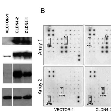 Validation Of Illumina Array Results By Western Analysis And Antibody