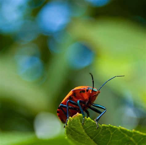 Bokeh And Dof Depth Of Field Tips For Photographers Slr Photography
