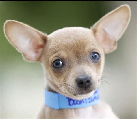 Chihuahua With Big Ears Ready To Listen