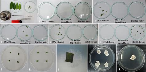 Isolation Endophytes By Cultivating Plant Tissue Fragments A Tools B