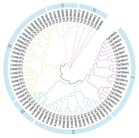 Genome Wide Identification And Analysis Of Carbohydrate Binding Modules In Colletotrichum