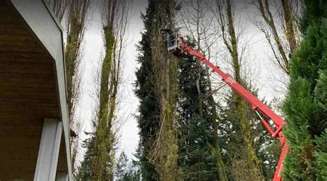 Tree Removal Guide Archives Dead Or Alive Tree Service LLC