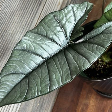 Alocasia Bisma Sp Platinum 6 Pot Plant Hawaii