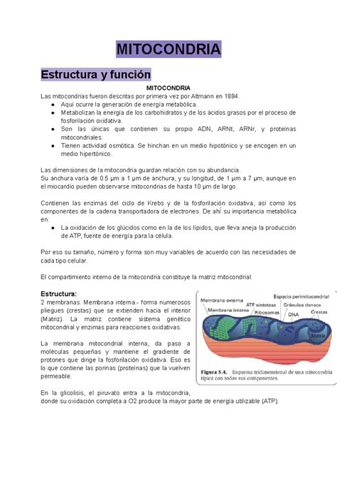 Mitocondria Membranas Mitocondriales Matriz Mitocondrial