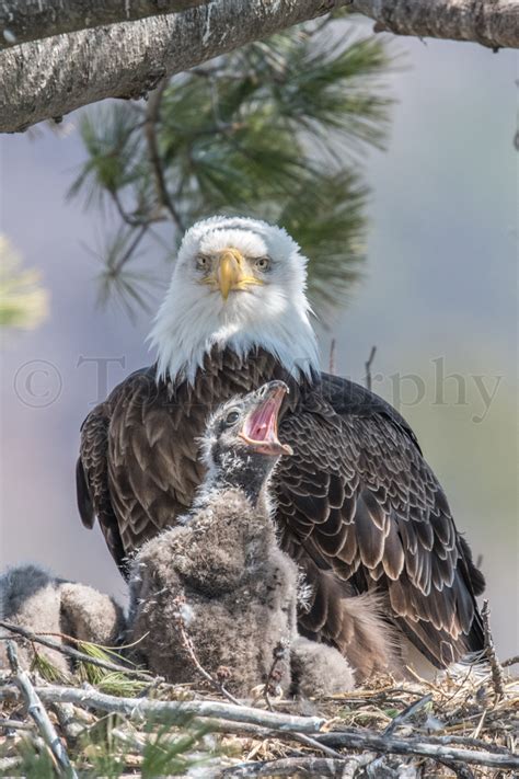 What Are Eagle Chicks Called At Stacy Goode Blog
