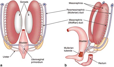 Embryology Relevant To Ultrasound Imaging Of The Male Genitalia