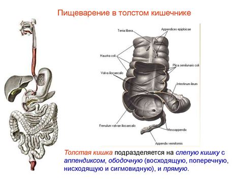 Пищеварительная система - презентация онлайн
