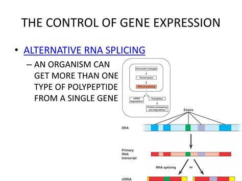 PPT THE CONTROL OF GENE EXPRESSION PowerPoint Presentation Free Download ID 1759748
