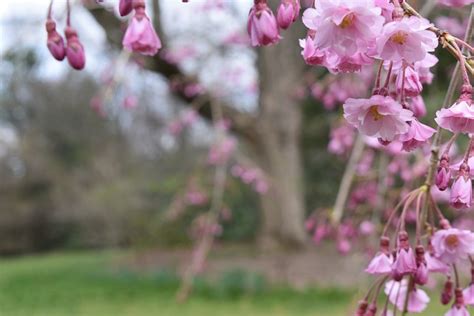 Tree Flower Blossom Free Photo On Pixabay Pixabay