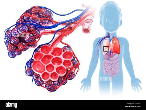 Respiratory System Capillaries Functions Of The Respiratory System