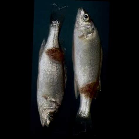 Diseased Fish Object Detection Dataset V Pm By Dracarys