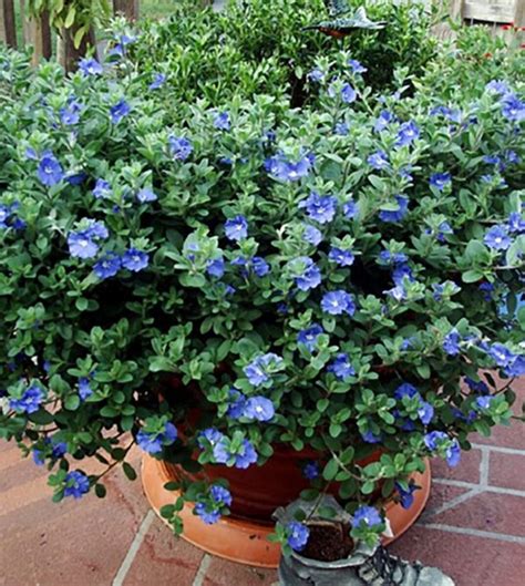Evolvulus Blue Daze 150mm Pot Vn Blue Flowers Garden Plants