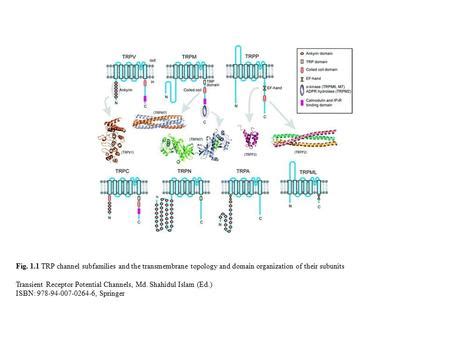 Fig Molecular Structure Of TRPM4 And TRPM5 Ppt Download