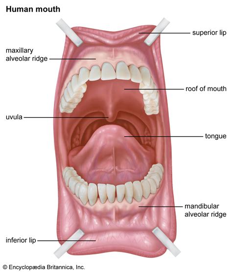 Alveolar Process