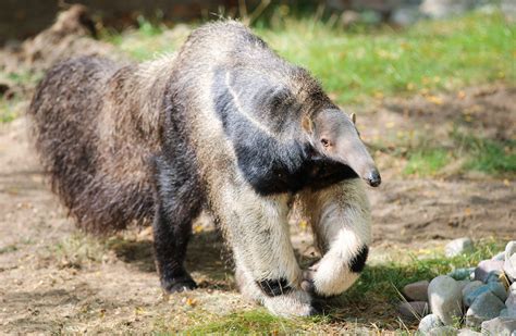 Giant Anteater Potter Park Zoo