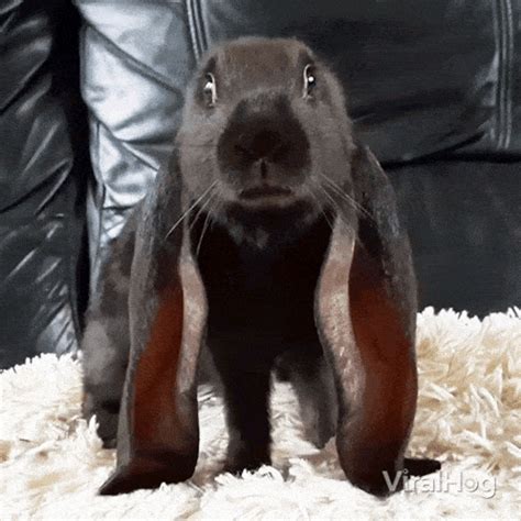 Twitching Nose Rabbit  Twitching Nose Rabbit Viralhog Discover