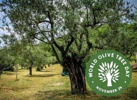 World Olive Tree Day Παγκόσμια Ημέρα Ελιάς Η ΔΙΑΔΡΟΜΗ