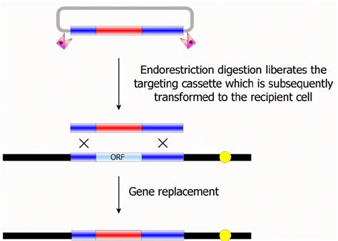 Targeted Gene Replacement Ends Out Strategy Rothstein 1983 Blue Download Scientific