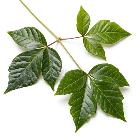 Poison Ivy Leaves Isolated On White Background Stock Illustration