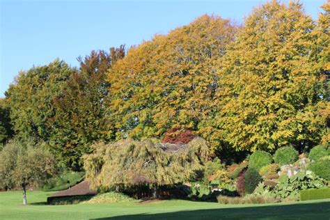 Changing Colors On Trees In Early Fall Stock Photo Image Of Grass Forest