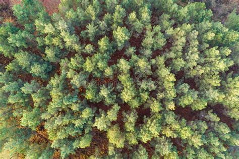 Aerial Overhead View With Drone Of A Pine Tree Forest Stock Image