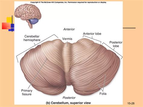Structure Of Rhombencephalon Development Of Brain Ppt
