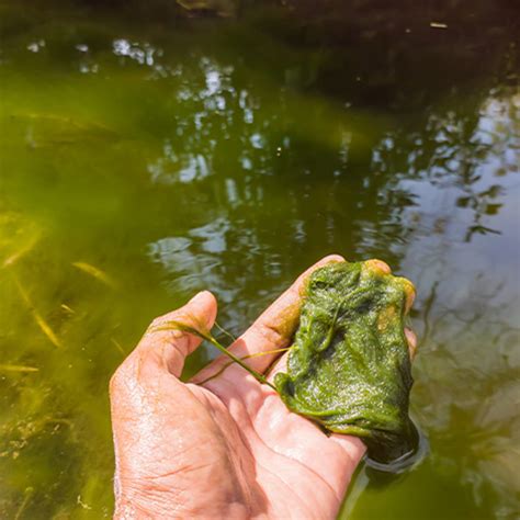 Why Does Algae Grow In Ponds The Pond Guy