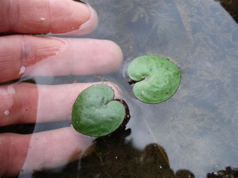 Frogs Bit Outdoor Alabama
