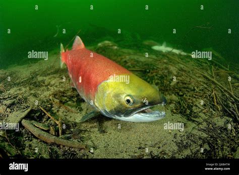 Salmon Spawning Eggs