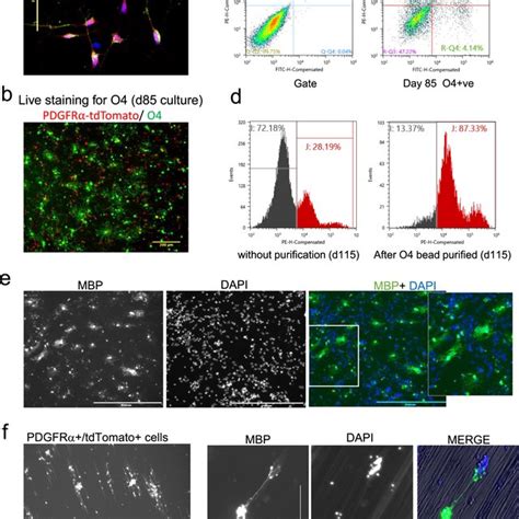 Differential Gene Expression Analysis And Gsea Of The Scrna Seq