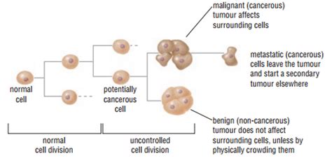 Cell Division Biology