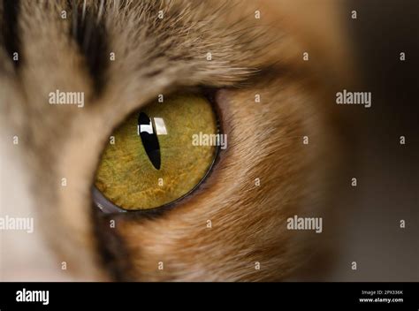 Cats Eye Focus On The Vertical Pupil Extreme Macro Close Up Stock