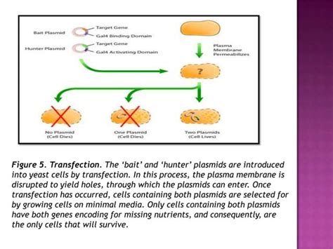 Yeast 2 Hybrid System Ppt By Meera Qaiser Pptx Biological Sciences Science