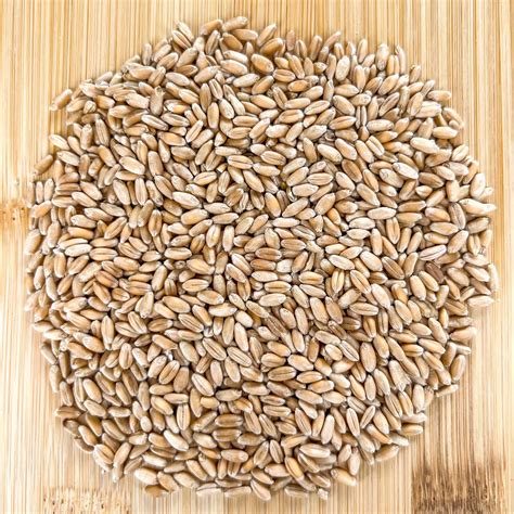 Scout 66 Hard Red Winter Wheat Canadian Valley Seeds
