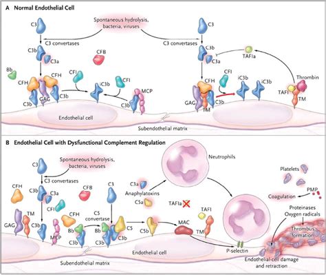 Atypical Hemolytic Uremic Syndrome From Diagnosis To Treatment