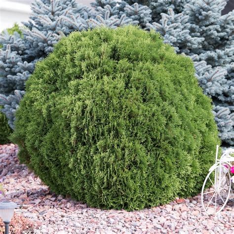 Spring Hill Nurseries Hetz Midget Globe Arborvitae Foundationhedge