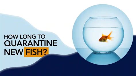 How Long To Quarantine New Fish
