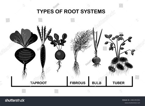 Types Root Systems Plantstaproot Fibrous Bulb Stock Vector Royalty Free 2481353301 Shutterstock