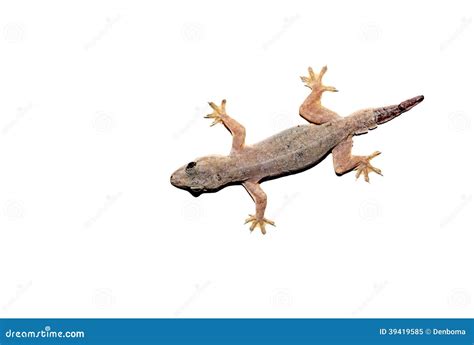 Gekkota Gekko Gecko Tokay Tokkae Lizard On A White Background Isolated
