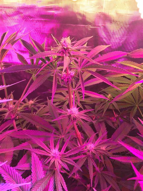 Lonestars Lemon Walker Rdwc Grow Journal 2017 Grasscityforumthe